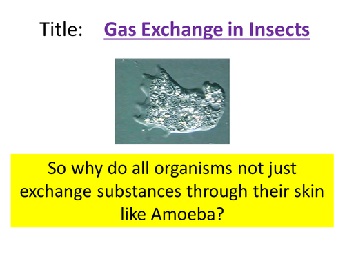 Gas Exchange in Insects - OCR AS/A Level Biology | Teaching Resources