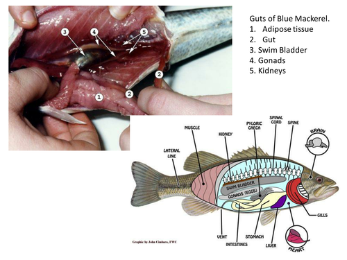 Gas Exchange in Fish - OCR AS/A Level Biology | Teaching Resources
