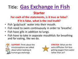 Gas Exchange in Fish - OCR AS/A Level Biology | Teaching Resources