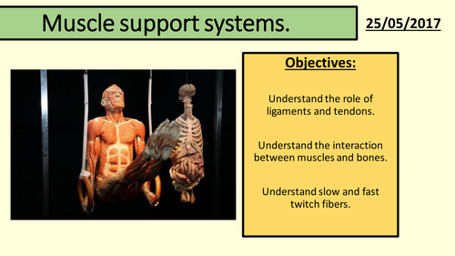 Muscle support systems. | Teaching Resources
