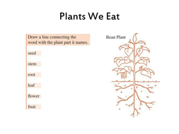 Year 1 Plants We Eat | Teaching Resources