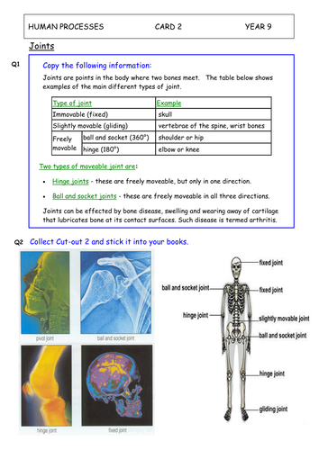 Joints of the skeleton | Teaching Resources