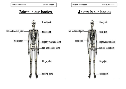 Joints of the skeleton | Teaching Resources