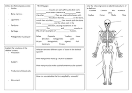 KS3 Skeletal and muscle system revision mat by BLJohnson39 - Teaching ...