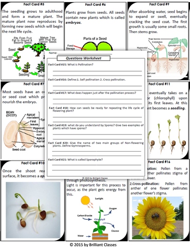 Plant Life Cycle Scavenger Hunt - An Activity | Teaching Resources