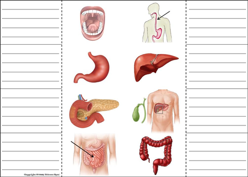 Digestive System Lapbook | Teaching Resources