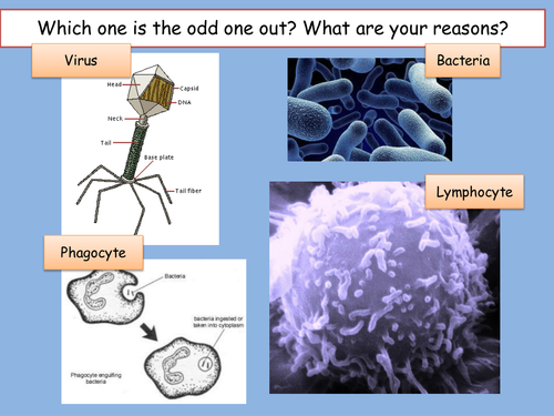 Antibiotic Resistance Differentiated Student Led Lesson for AQA Trilogy ...