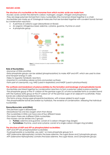 Nucleotides and Nucleic Acids OCR Biology 2.1.3 | Teaching Resources