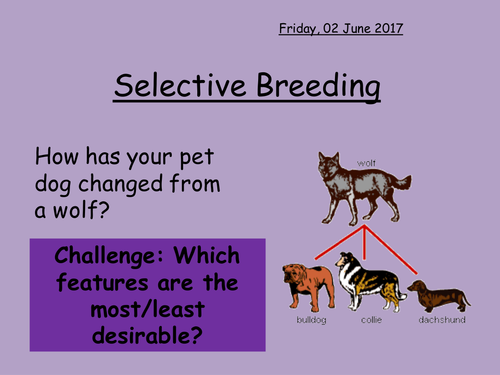 Selective Breeding Gcse Questions
