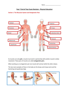 Year 7 End of Year PE Theory Exam - Key Stage 3 - All Resources ...