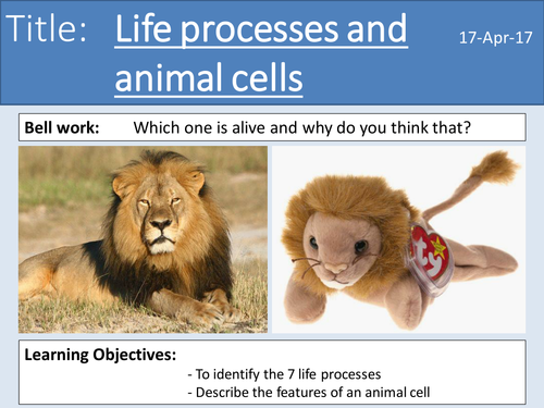 Year 7 Cells lesson 1 - Life processes and animal cells | Teaching ...