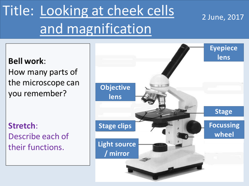 Year 7 Cells lesson 4 - Cheek cells practical and magnification ...