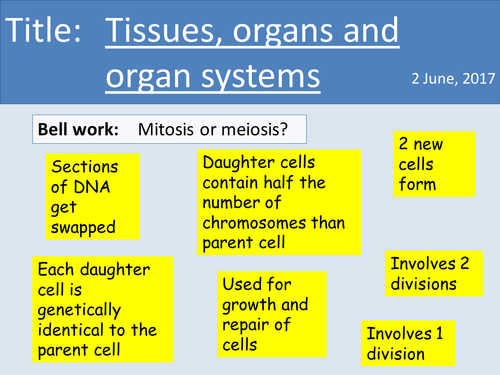Year 7 Cells lesson 7 - Organs and organ systems | Teaching Resources