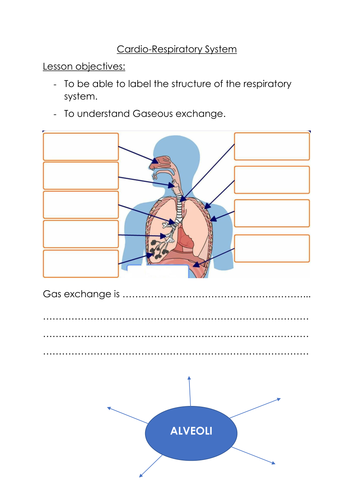 GCSE PE (AQA) - Cardio Respiratory System | Teaching Resources