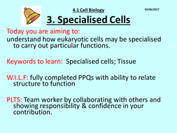 lesson 3 Specialised cells and differentiation AQA Trilogy GCSE (9-1) 4 ...