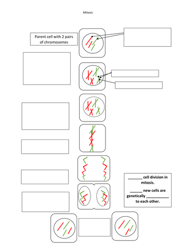 Mitosis and Meiosis diagrams - cell division comparison GCSE extension ...