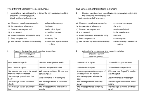 Nervous and Endocrine System Comparison | Teaching Resources