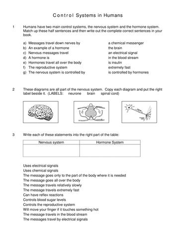 Nervous and Endocrine System Comparison | Teaching Resources