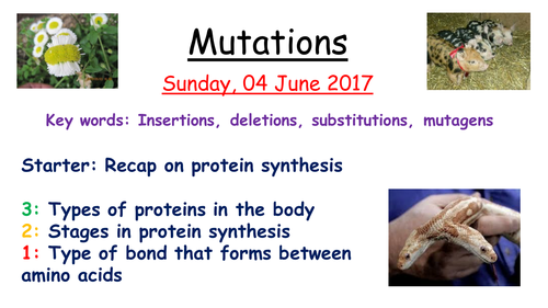 AQA Biology 1-9 GCSE- DNA, protein synthesis and mutations | Teaching ...