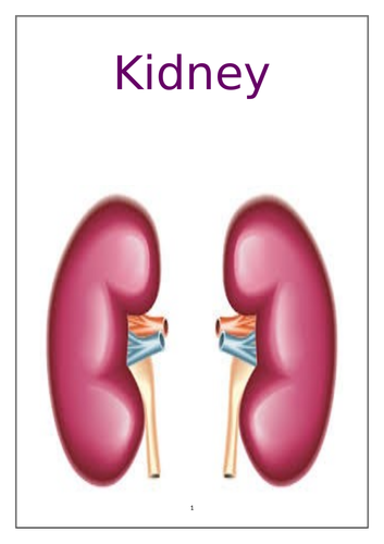 kidney | Teaching Resources