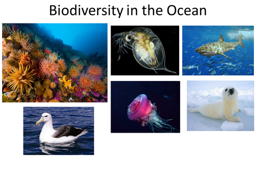 Marine Science - Biodiversity in the Ocean | Teaching Resources