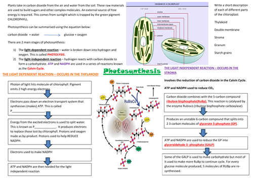 Photosynthesis Mind Map | Teaching Resources