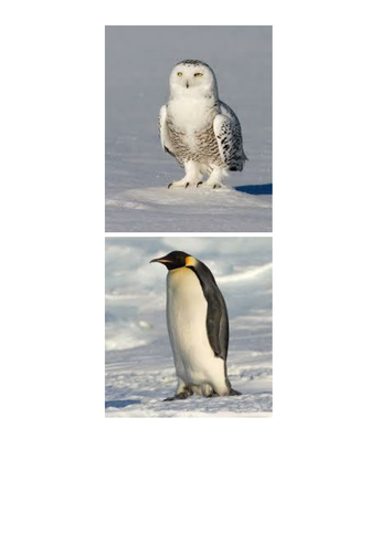 Arctic animal sorting sheets | Teaching Resources