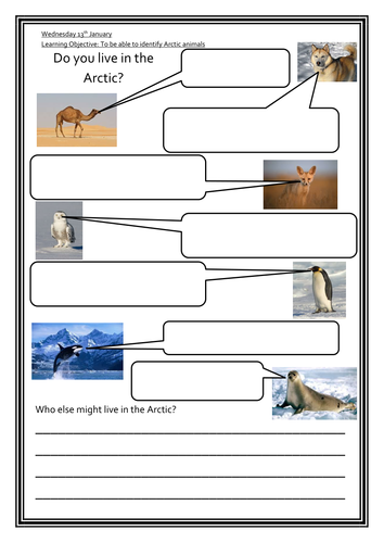 Arctic animal sorting sheets | Teaching Resources