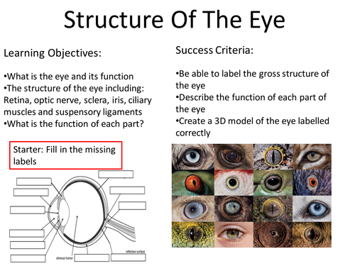 New Biology GCSE 9-1 Structure Of The Eye | Teaching Resources