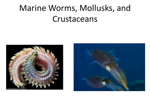 Marine Science - Worms, Mollusks, Crustaceans - General Information ...