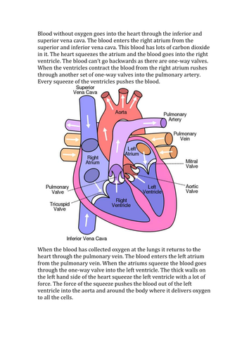 Heart, structure and function | Teaching Resources