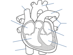 Heart, structure and function | Teaching Resources