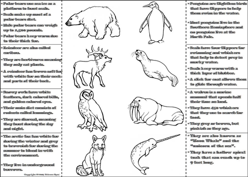Arctic Animals Lapbook | Teaching Resources