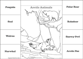 Arctic Animals Lapbook | Teaching Resources
