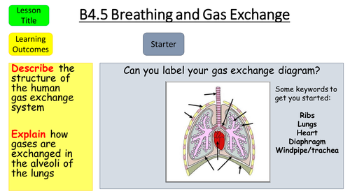 AQA GCSE B4.5 Breathing and Gas Exchange | Teaching Resources