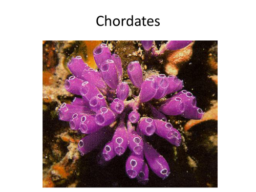 Marine Science - Chordates | Teaching Resources