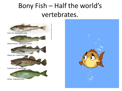 Marine Science - Bony Fish | Teaching Resources