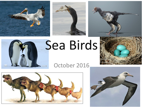 Marine Science - Sea Birds | Teaching Resources