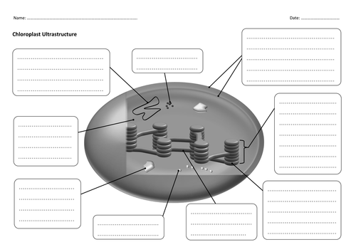 The Chloroplast (Photosynthesis) - PowerPoint and Worksheet (A-Level ...