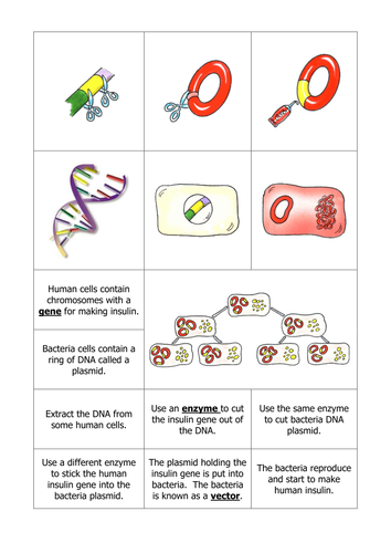 AQA Biology 4.6 – L9 Genetic Engineering | Teaching Resources