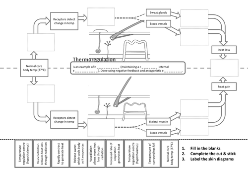 Thermoregulation GCSE Cut and Stick activity | Teaching Resources