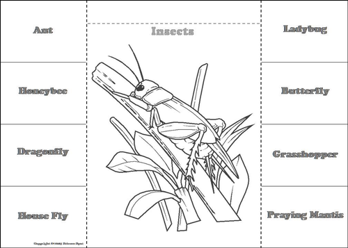 Types of Insects Lapbook | Teaching Resources