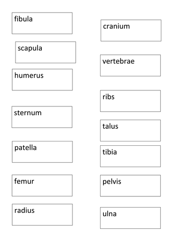 Aqa Gcse Pe Bones Structure And Function Of The Skeleton Teaching
