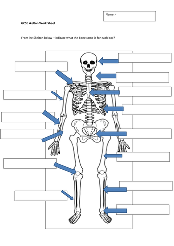 Aqa Gcse Pe Bones Structure And Function Of The Skeleton Teaching