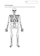 AQA GCSE PE Bones, Structure and Function of the Skeleton | Teaching ...