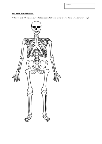 Aqa Gcse Pe Bones Structure And Function Of The Skeleton Teaching