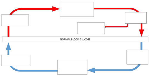 Homeostasis AQA GCSE 1-9 - Glucose regulation flow chart activity ...