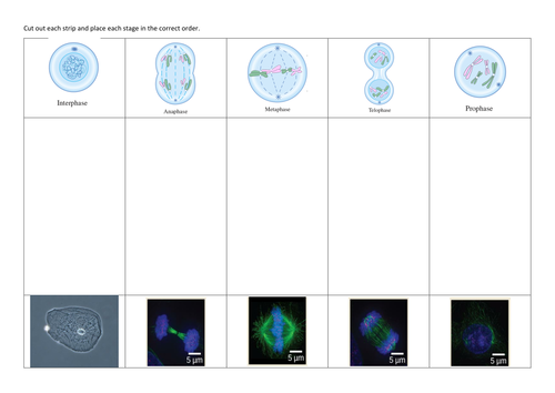 KS4 B2.1 Cell Division | Teaching Resources