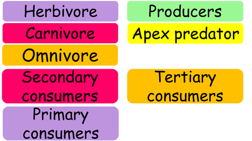 New AQA Ecology Spec- Food Chains, Levels of Organisation & Trophic ...