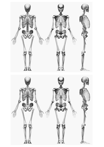 OCR GCSE PE Skeletal system unit of work. Lesson Resources and ...
